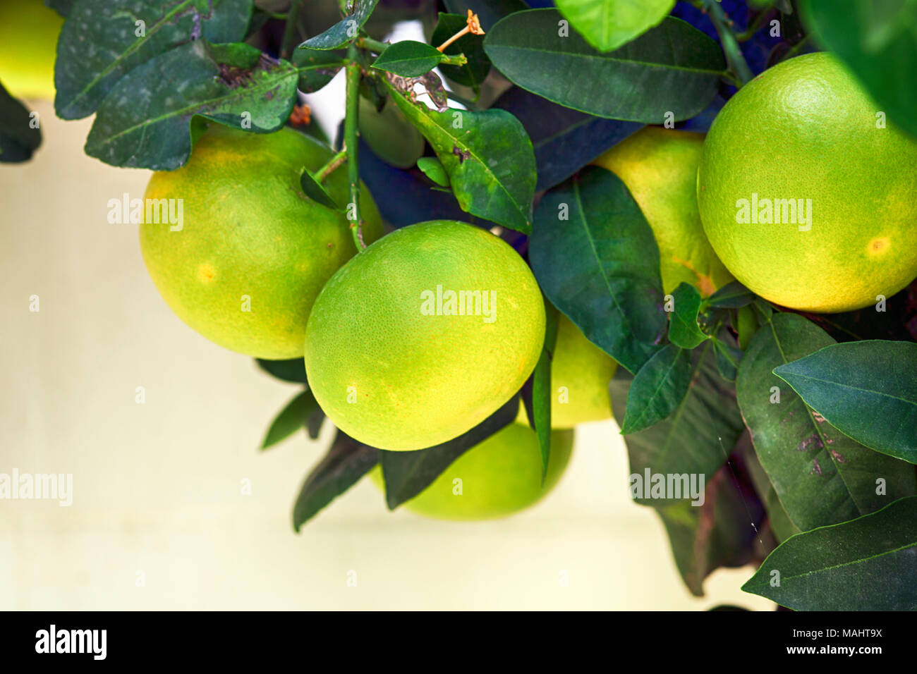 Organic grapefruits growing on the tree Stock Photo - Alamy