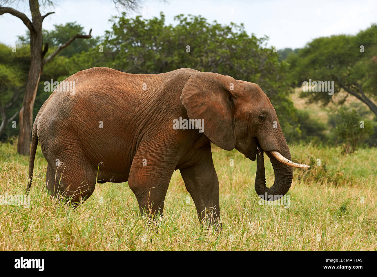 Free grazing elephant in the African savanna Stock Photo - Alamy