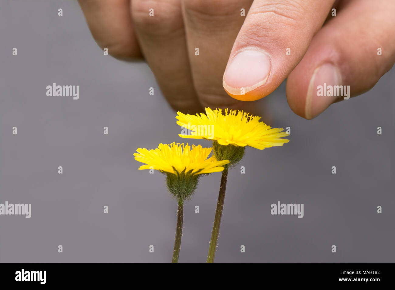 Pointing at flowers hi-res stock photography and images - Alamy