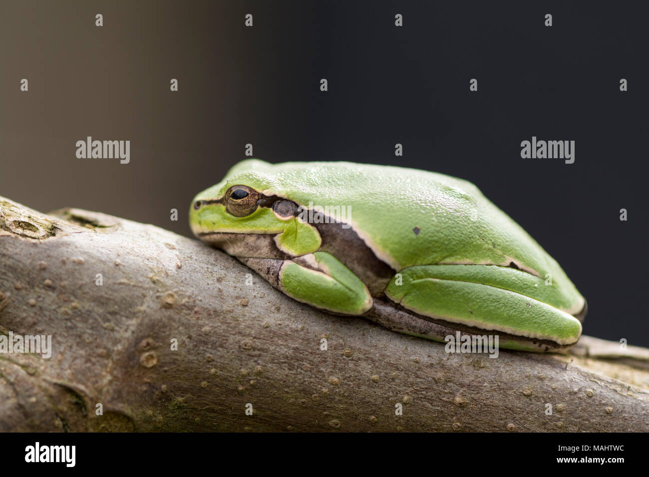 Tropical green tree frog on a fig branch in front of dark background ...