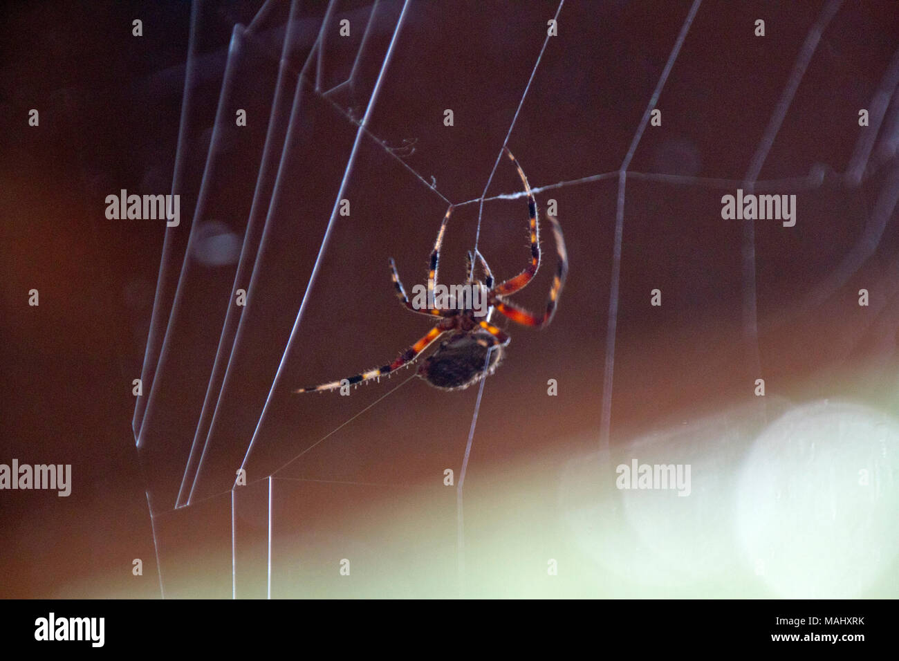 Spider instinct hi-res stock photography and images - Alamy