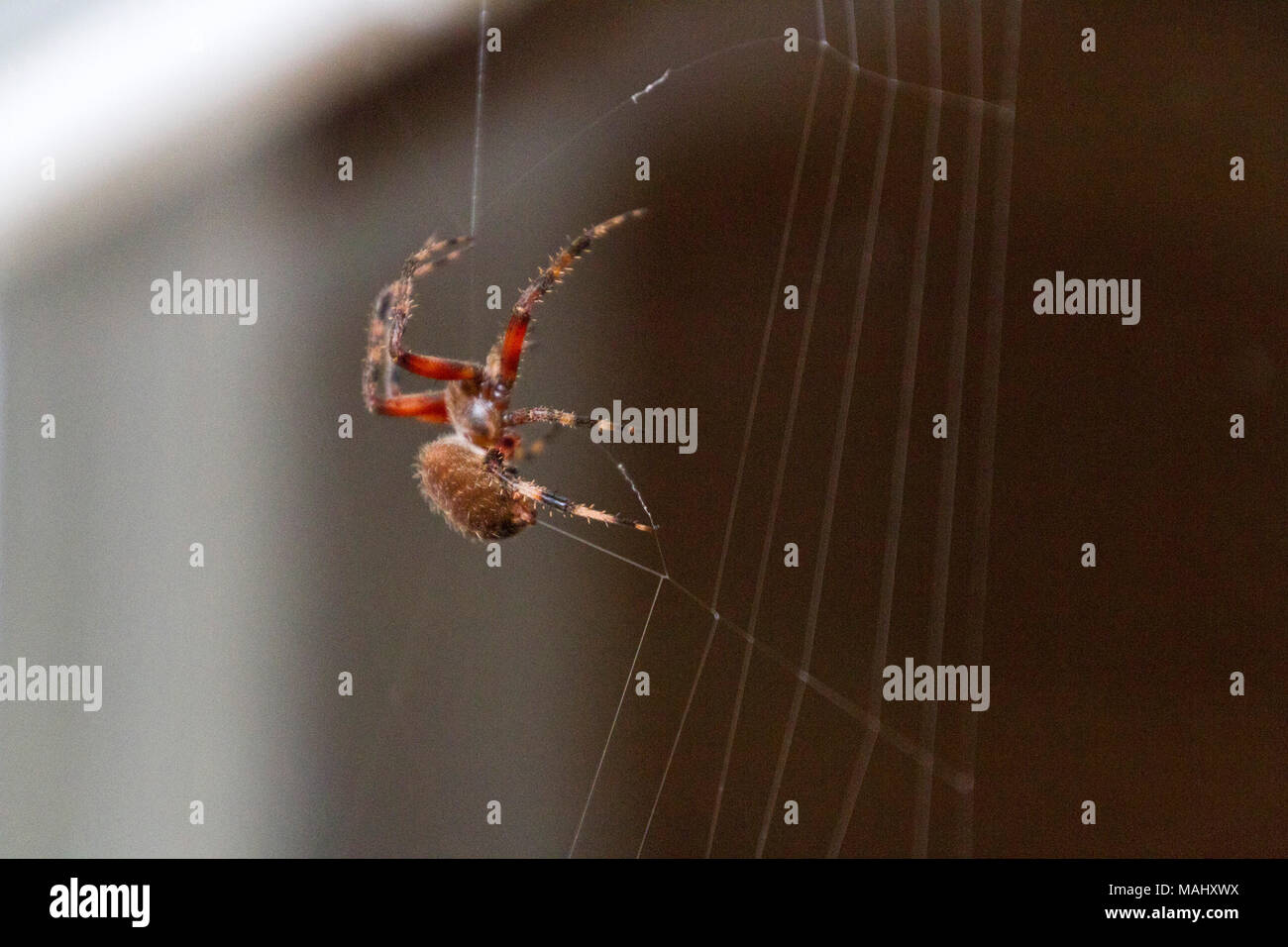 Spider instinct hi-res stock photography and images - Alamy
