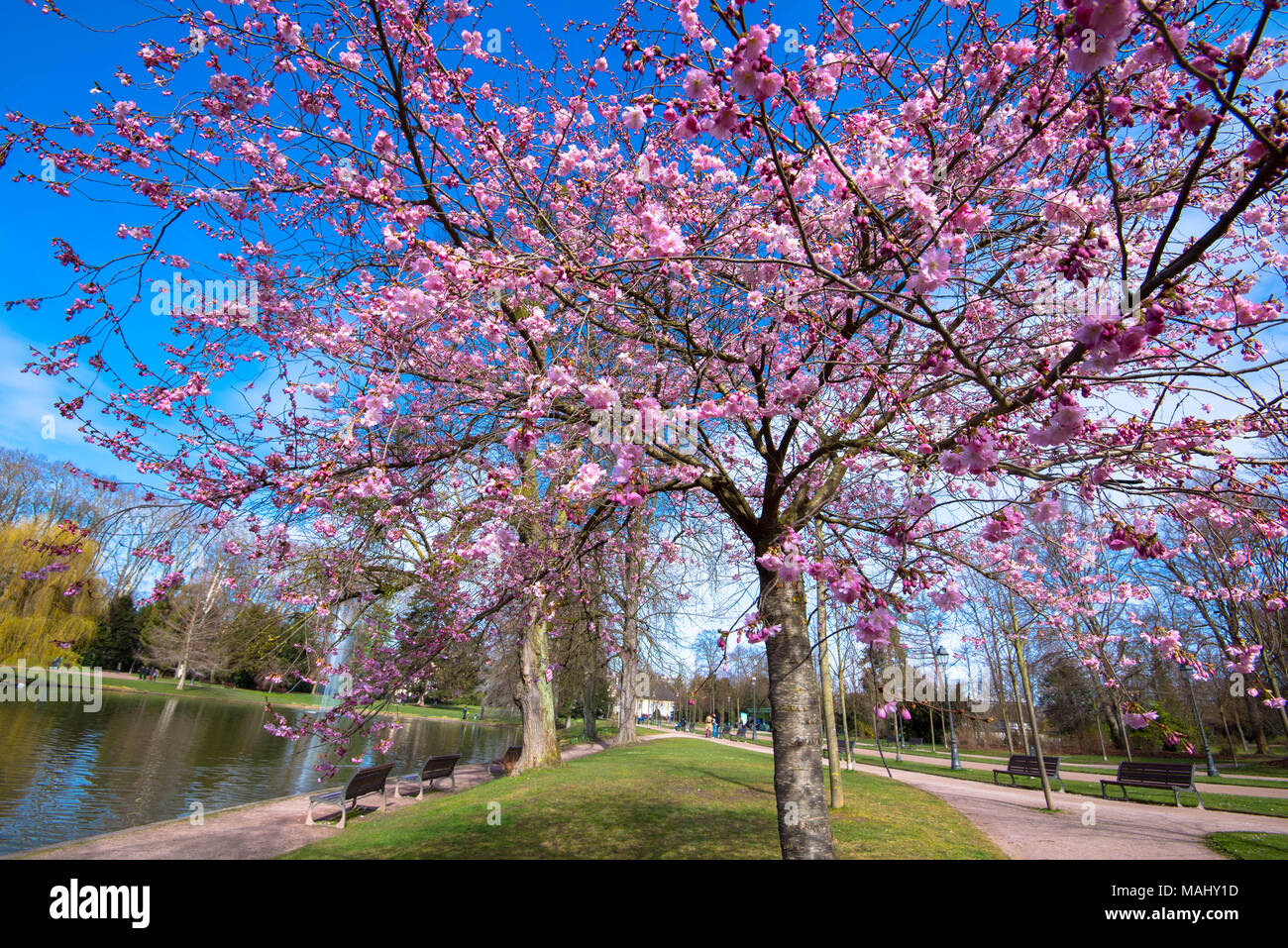 Spring strasbourg hi-res stock photography and images - Alamy