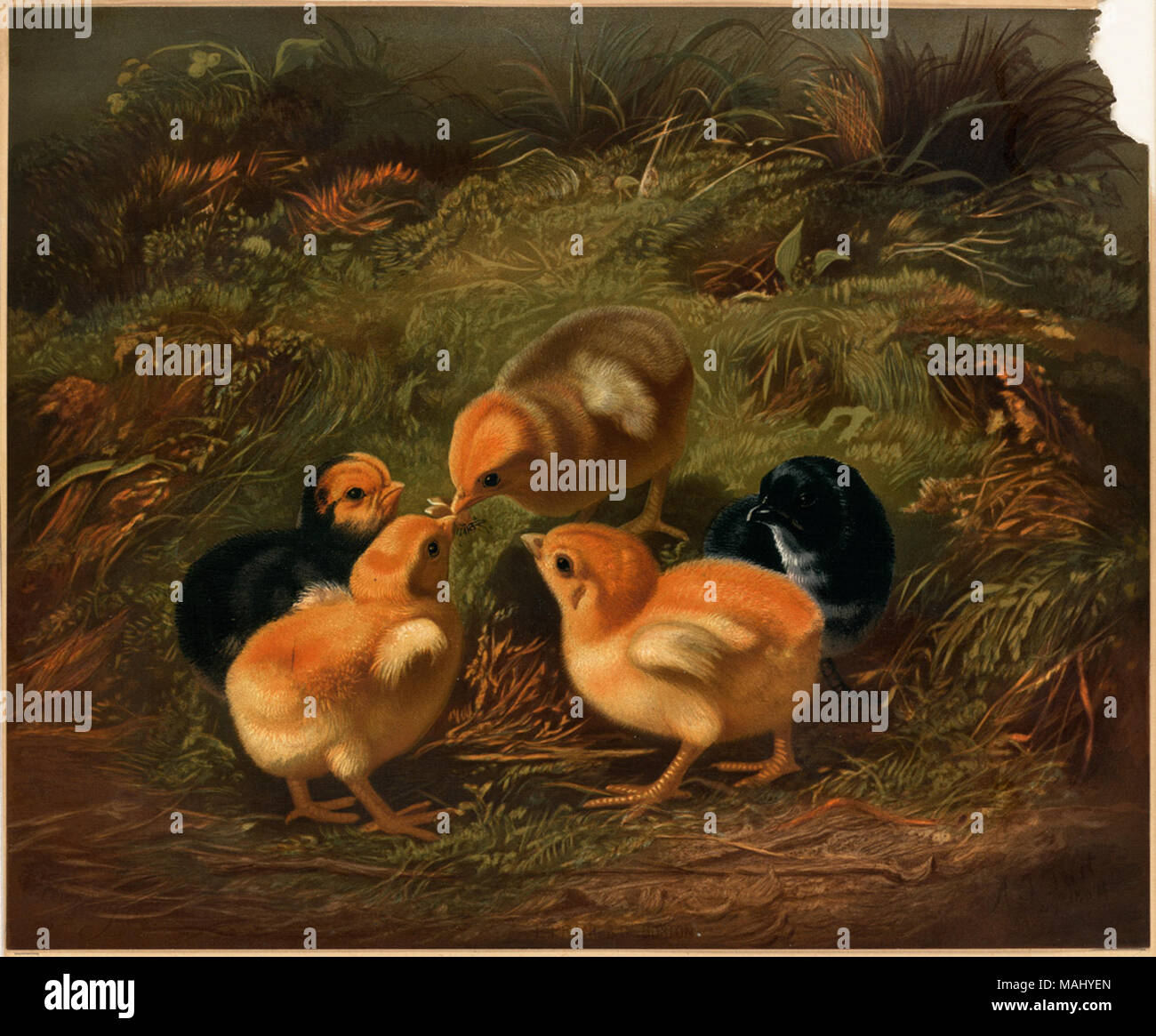 07 11 000741 Title: Chickens Creator/Contributor: Tait, Arthur ...