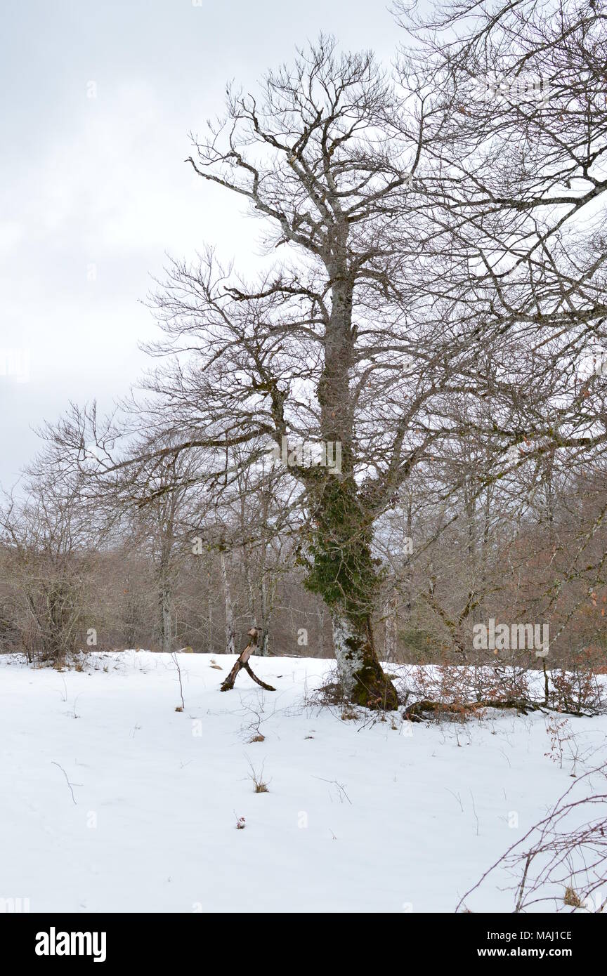 Beautiful Beech Forest Completely Snowy On The Road To The Jump Of The ...