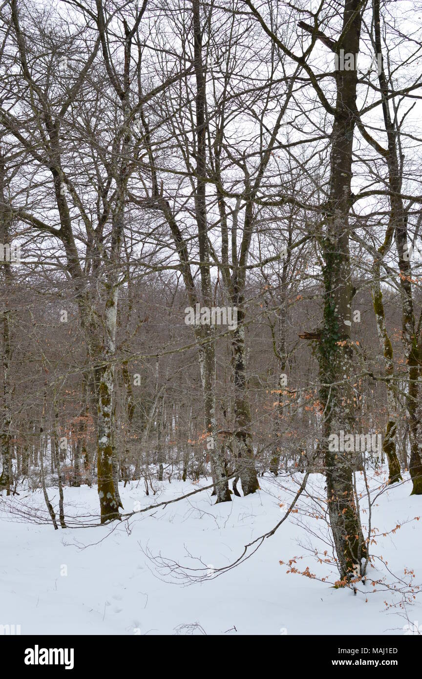 Beautiful Beech Forest Completely Snowy On The Road To The Jump Of The ...
