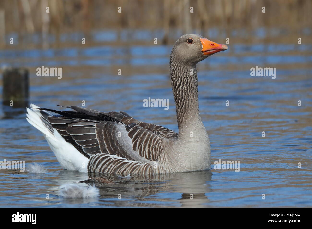 Goosey Goosey High Resolution Stock Photography and Images - Alamy