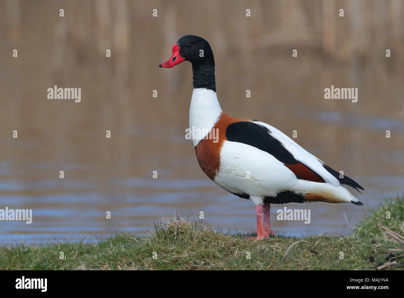 Shelduck hi-res stock photography and images - Alamy