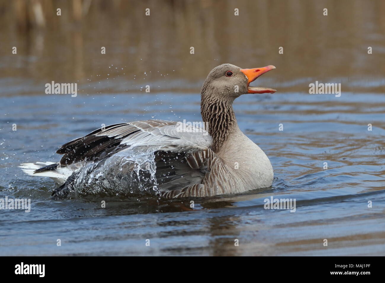 Goosey goose hi-res stock photography and images - Alamy
