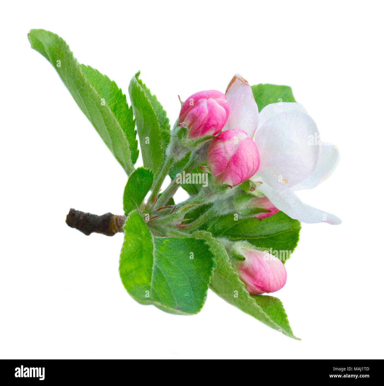 New apple flowers Cut Out Stock Images & Pictures - Alamy
