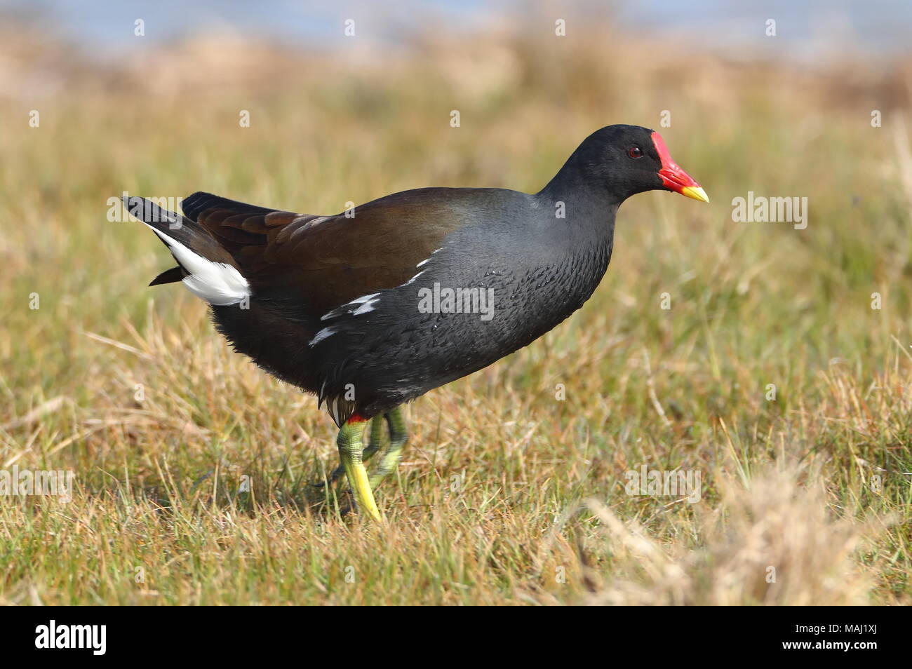 Wildlife common moorhen gallinula hi-res stock photography and images ...