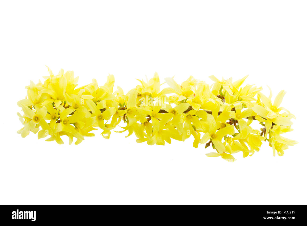 Forsythia fruit hi-res stock photography and images - Alamy