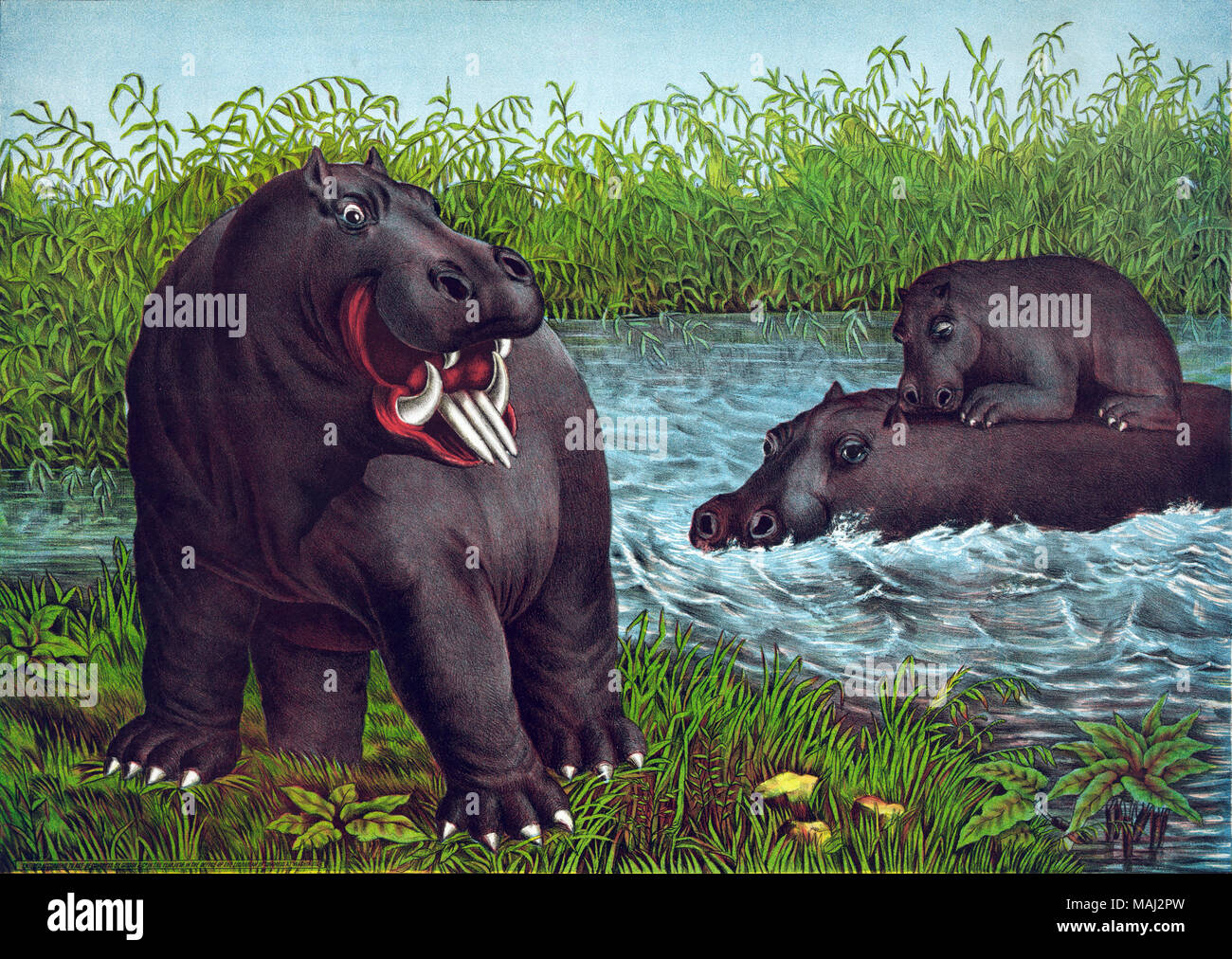 . The hippototamus. 1874 Stock Photo - Alamy