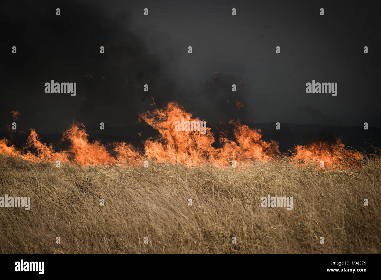 Grass tinder hi-res stock photography and images - Alamy