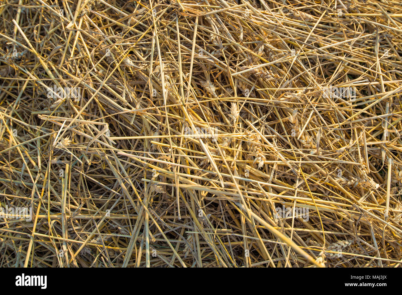 Texture of yellow straw on the field close up Stock Photo - Alamy