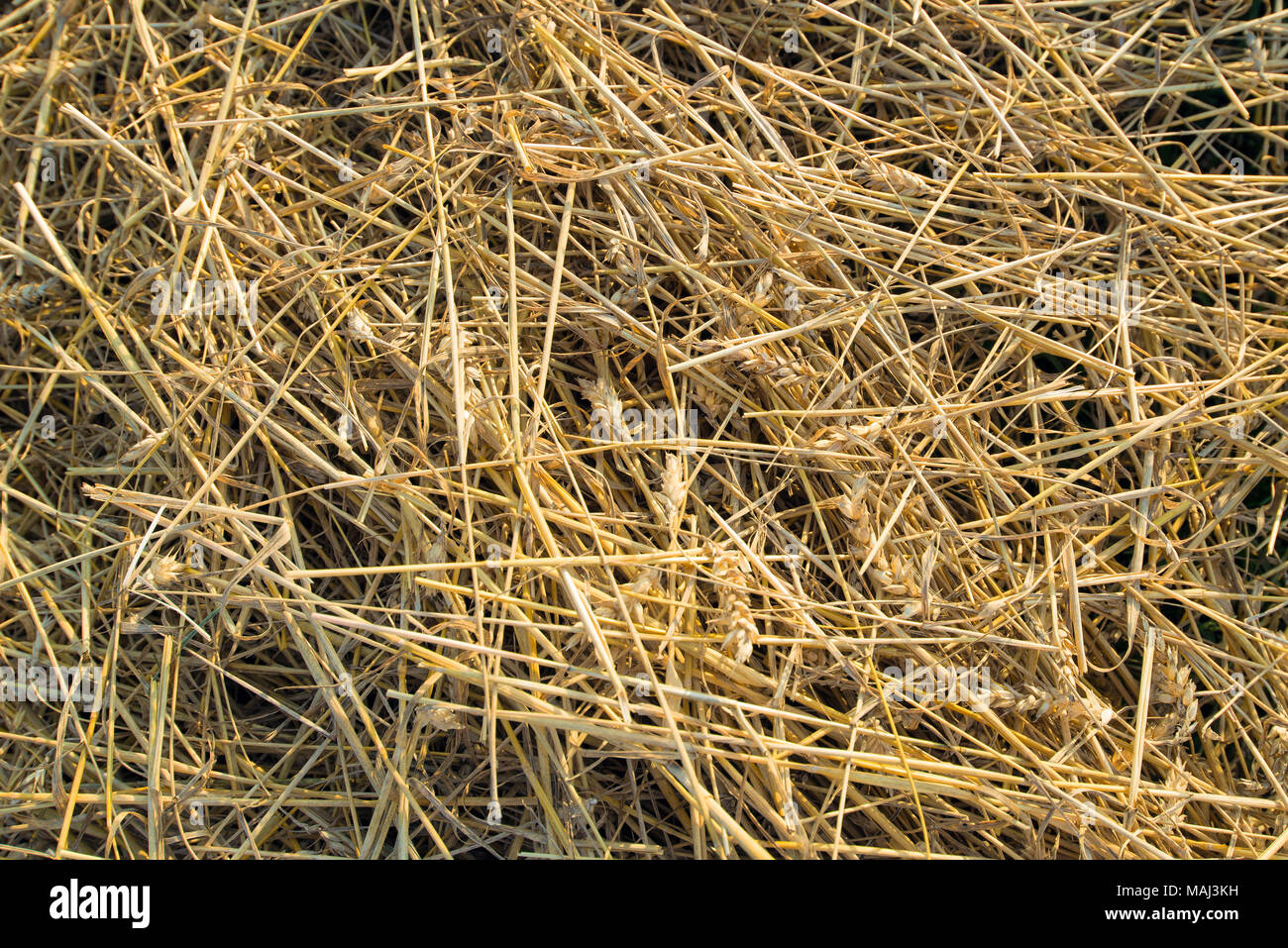 Texture of yellow straw on the field close up Stock Photo - Alamy