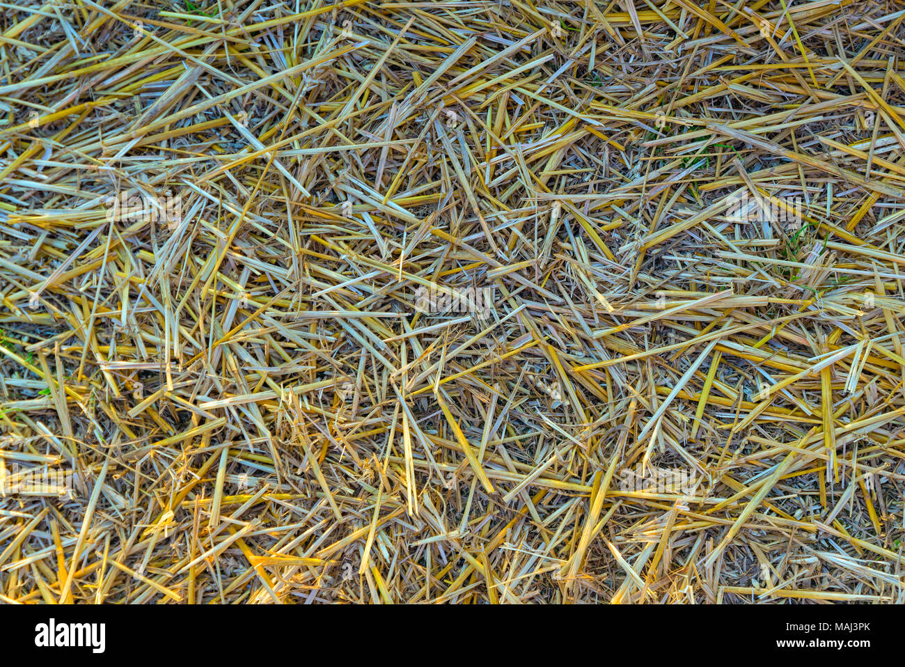 Texture of yellow straw on the field close up Stock Photo - Alamy