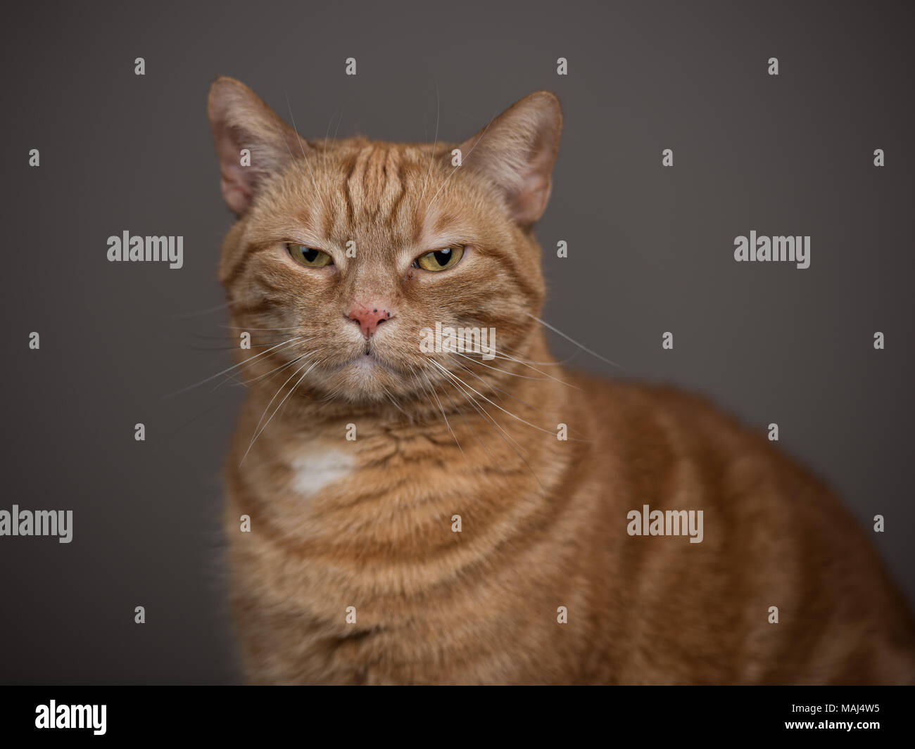 Healthy ginger cat hi-res stock photography and images - Alamy