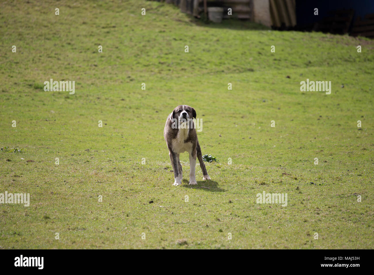 A mastiff is barking Stock Photo - Alamy