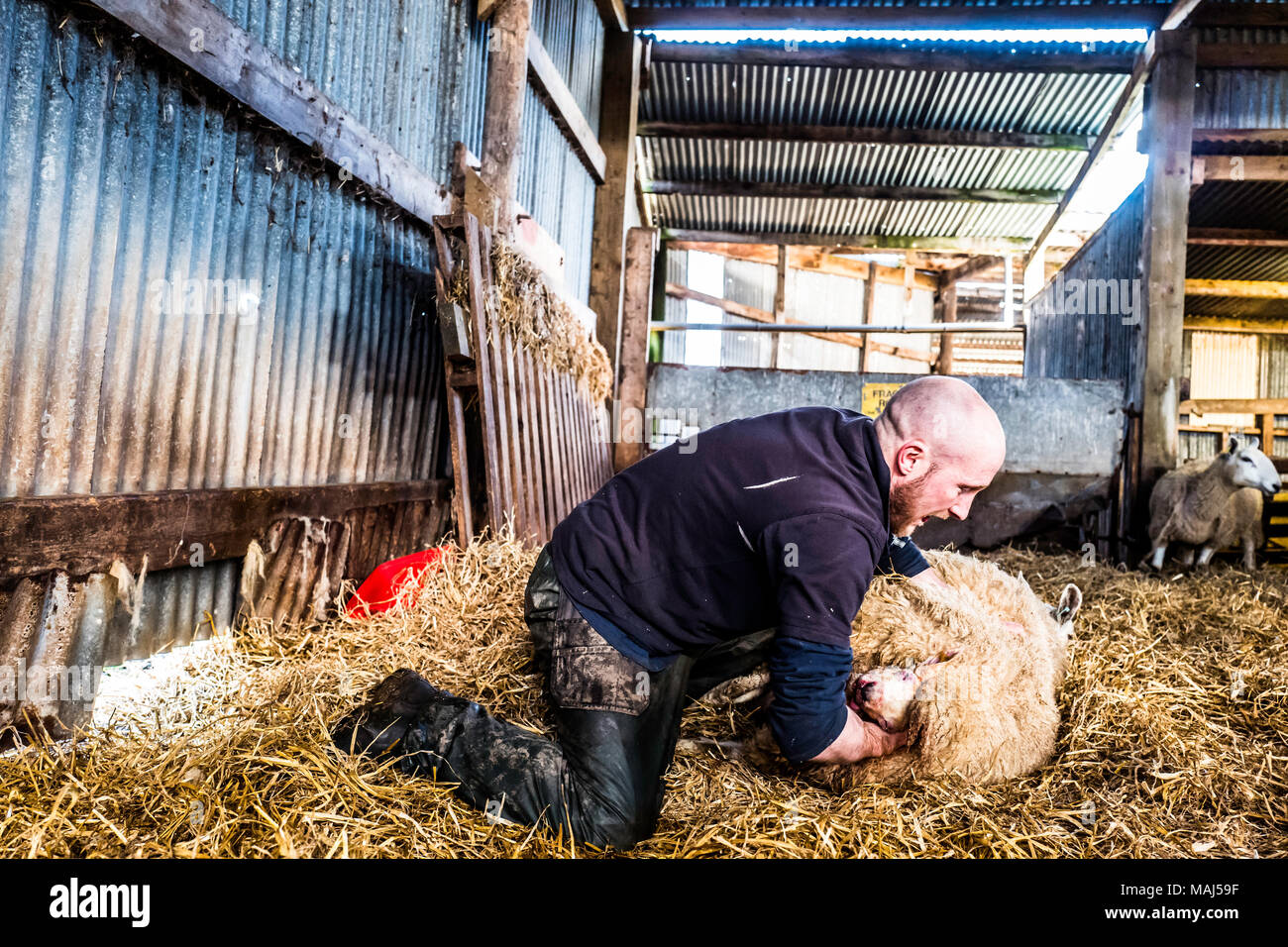 Skinning Sheep High Resolution Stock Photography and Images - Alamy