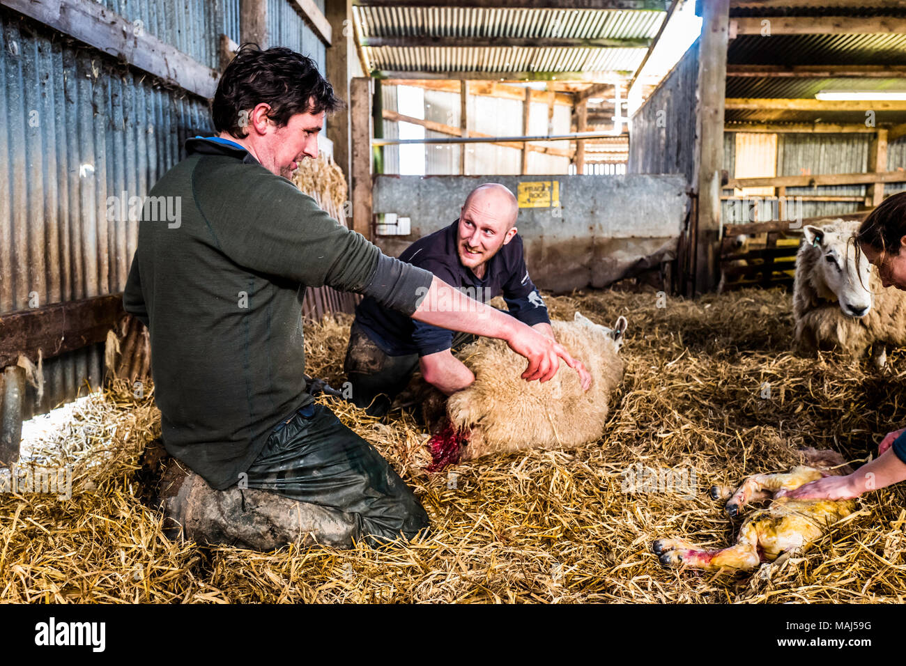 Skinning Sheep High Resolution Stock Photography and Images - Alamy