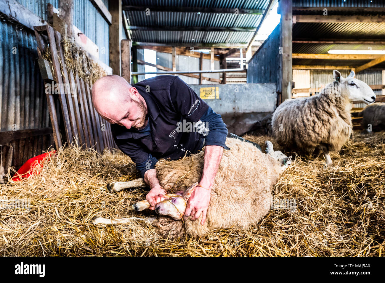 Skinning Sheep High Resolution Stock Photography and Images - Alamy