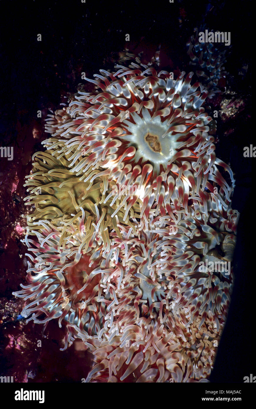 Dahlia anemone sea anemone urticina felina hi-res stock photography and ...