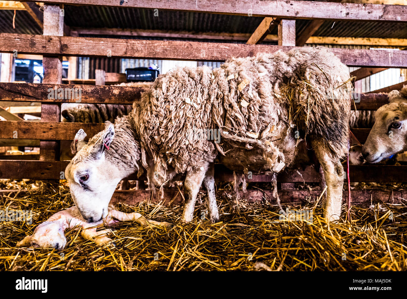 North Country Mule Sheep High Resolution Stock Photography and Images ...