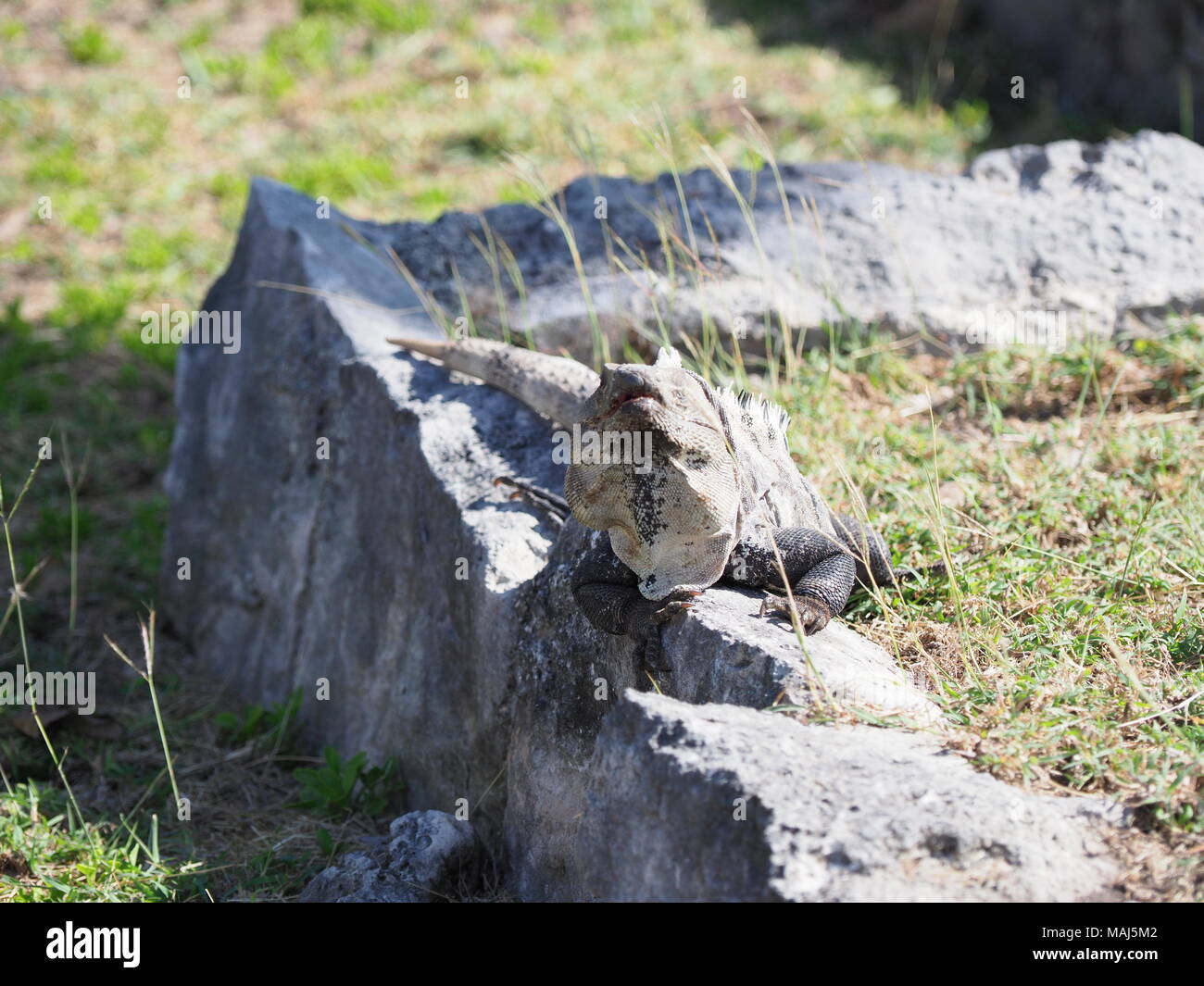 Ctenosaura similis known as black spiny-tailed iguana at TULUM mayan ...