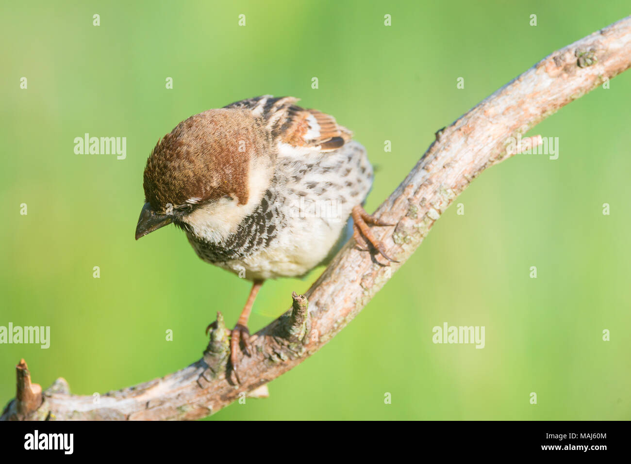 Spanish sparrow, Passer hispaniolensis, single male perched on branch ...