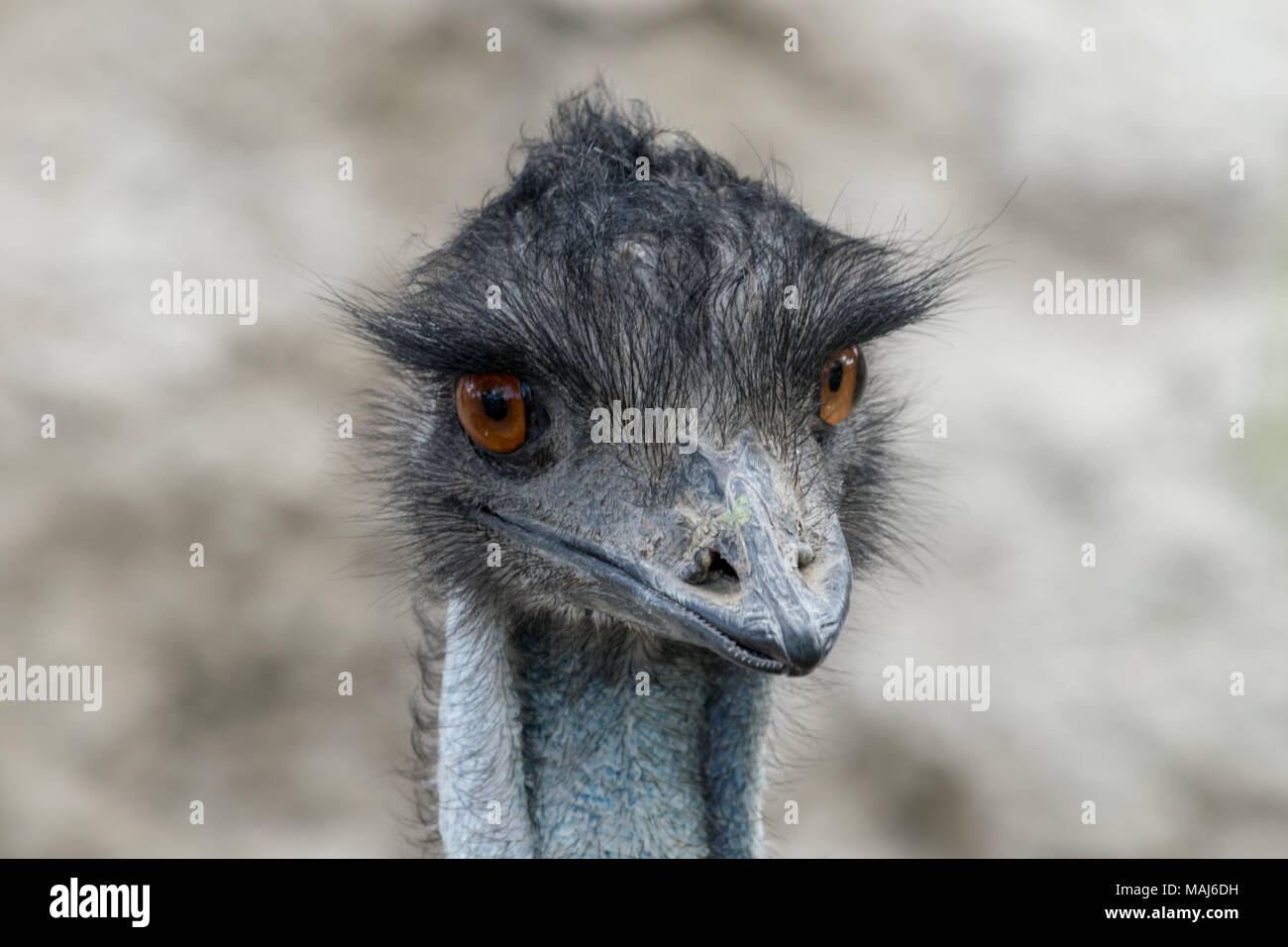 Emu closeup hi-res stock photography and images - Alamy