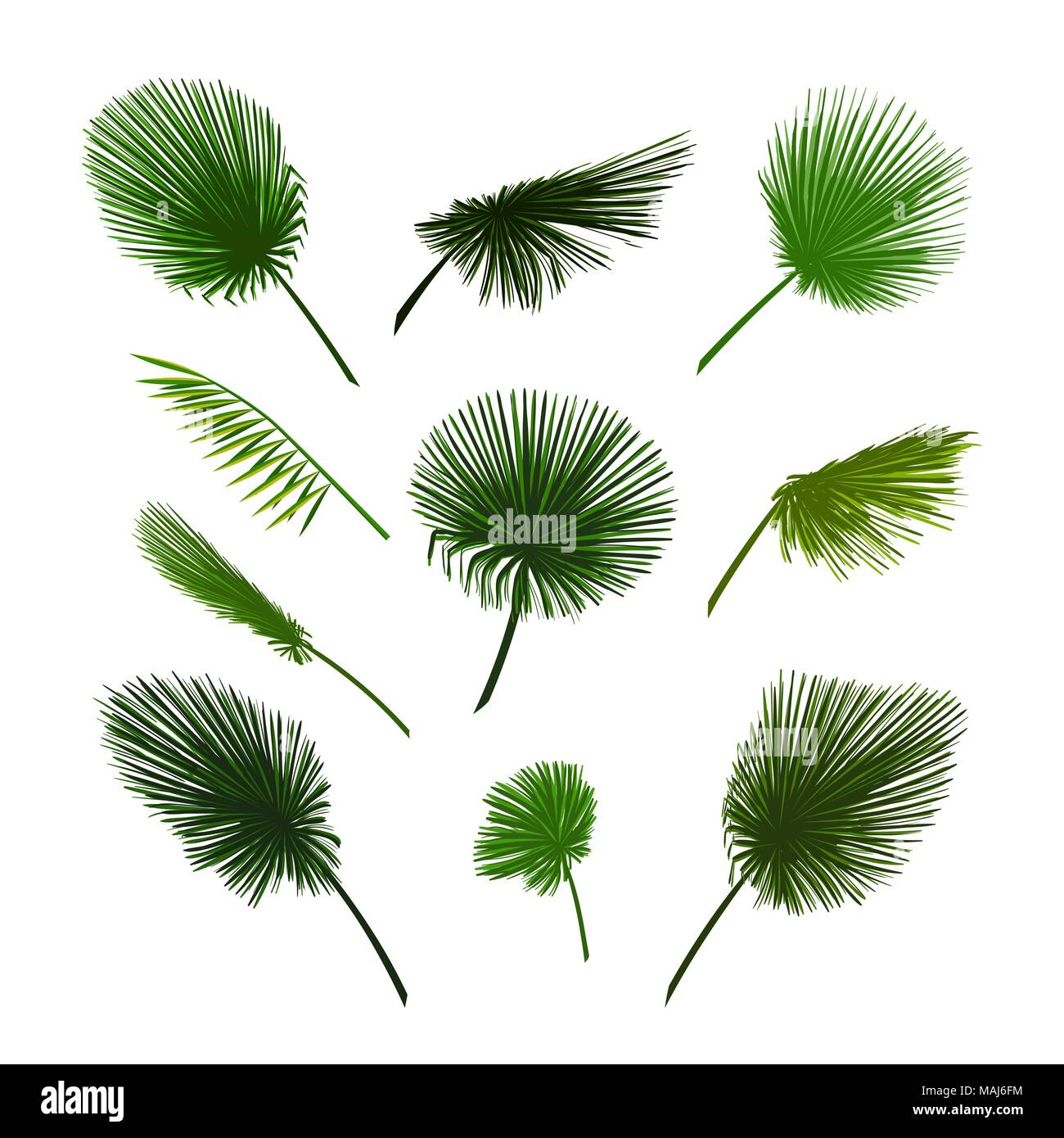 Vector palm leaves set. Exotic palm leaf Stock Vector Image & Art - Alamy