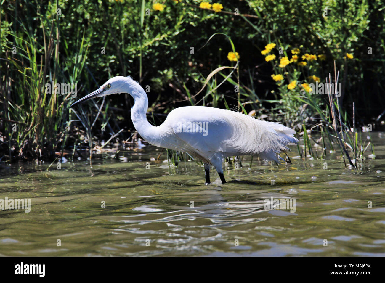 Great egrets and storks hi-res stock photography and images - Alamy