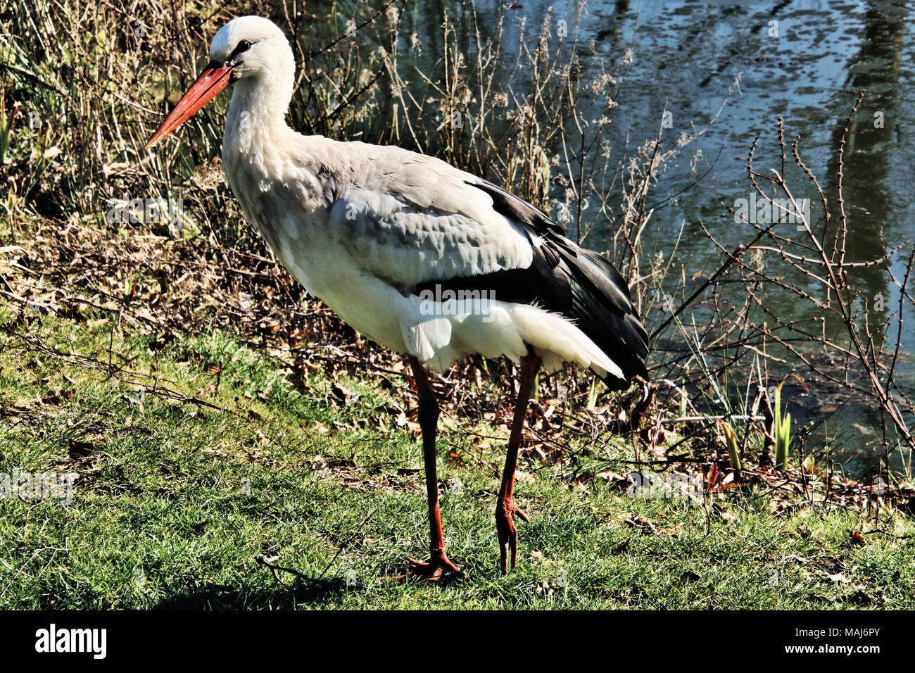Martin mere portrait hi-res stock photography and images - Alamy