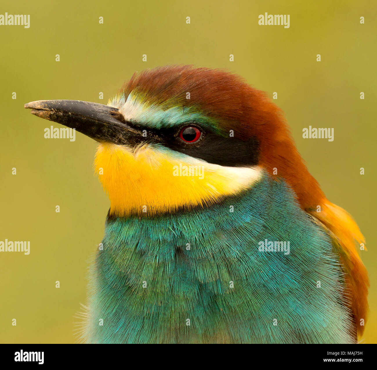 Colorful bird looking hi-res stock photography and images - Alamy