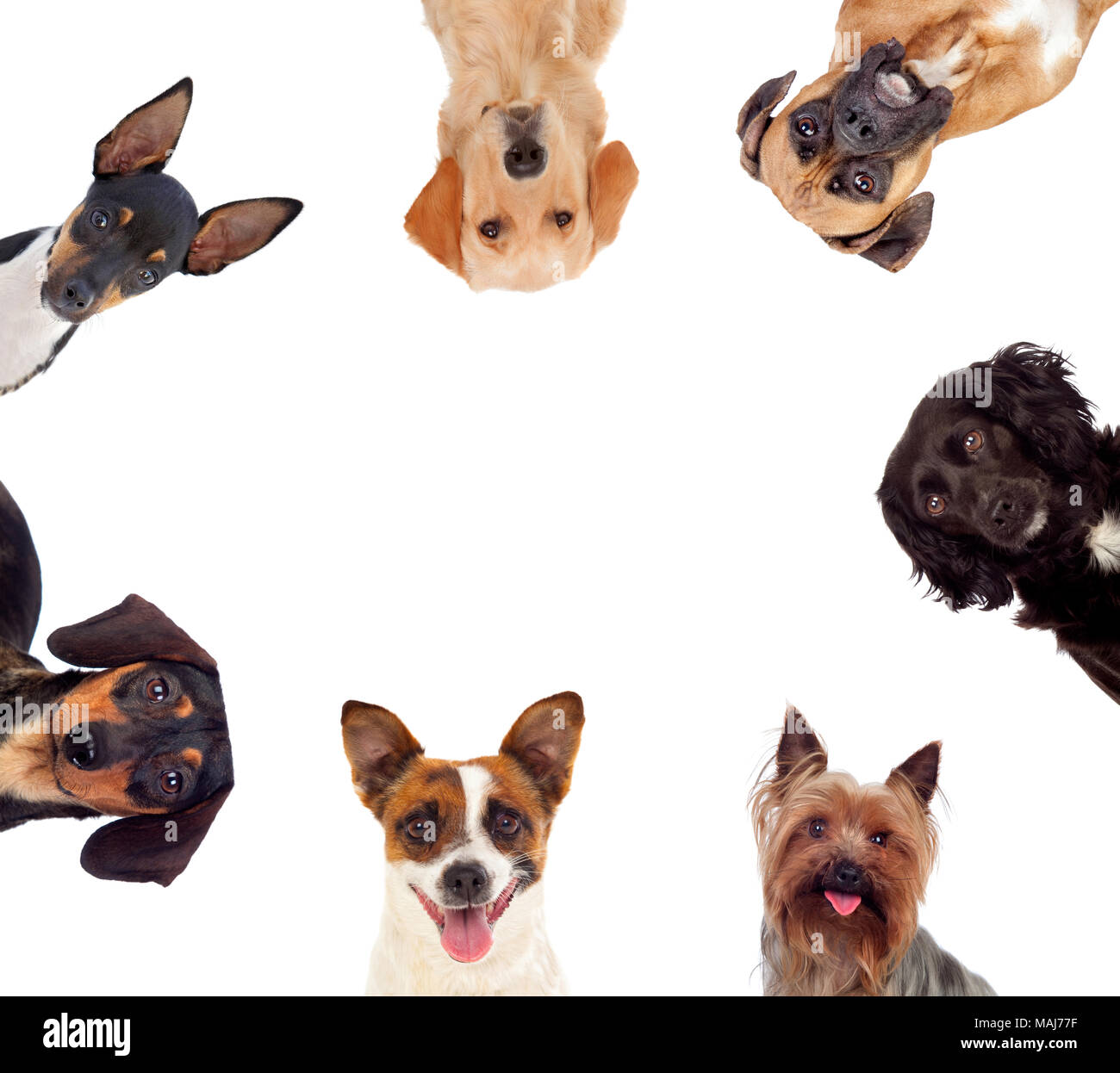 Differents dogs looking at camera isolated on a white background Stock ...