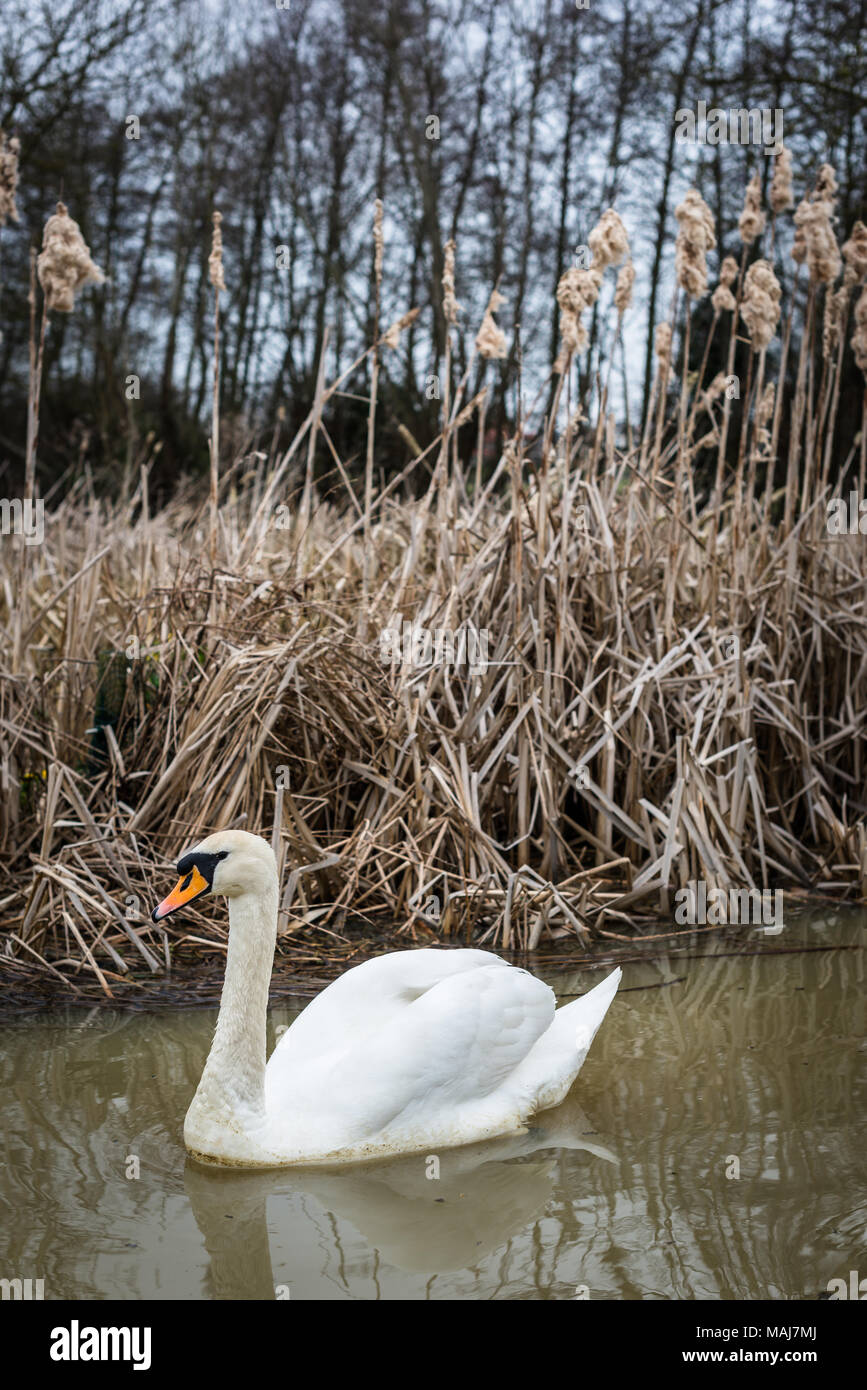 A swan on the lake in Wicksteed Park, Kettering, England Stock Photo ...