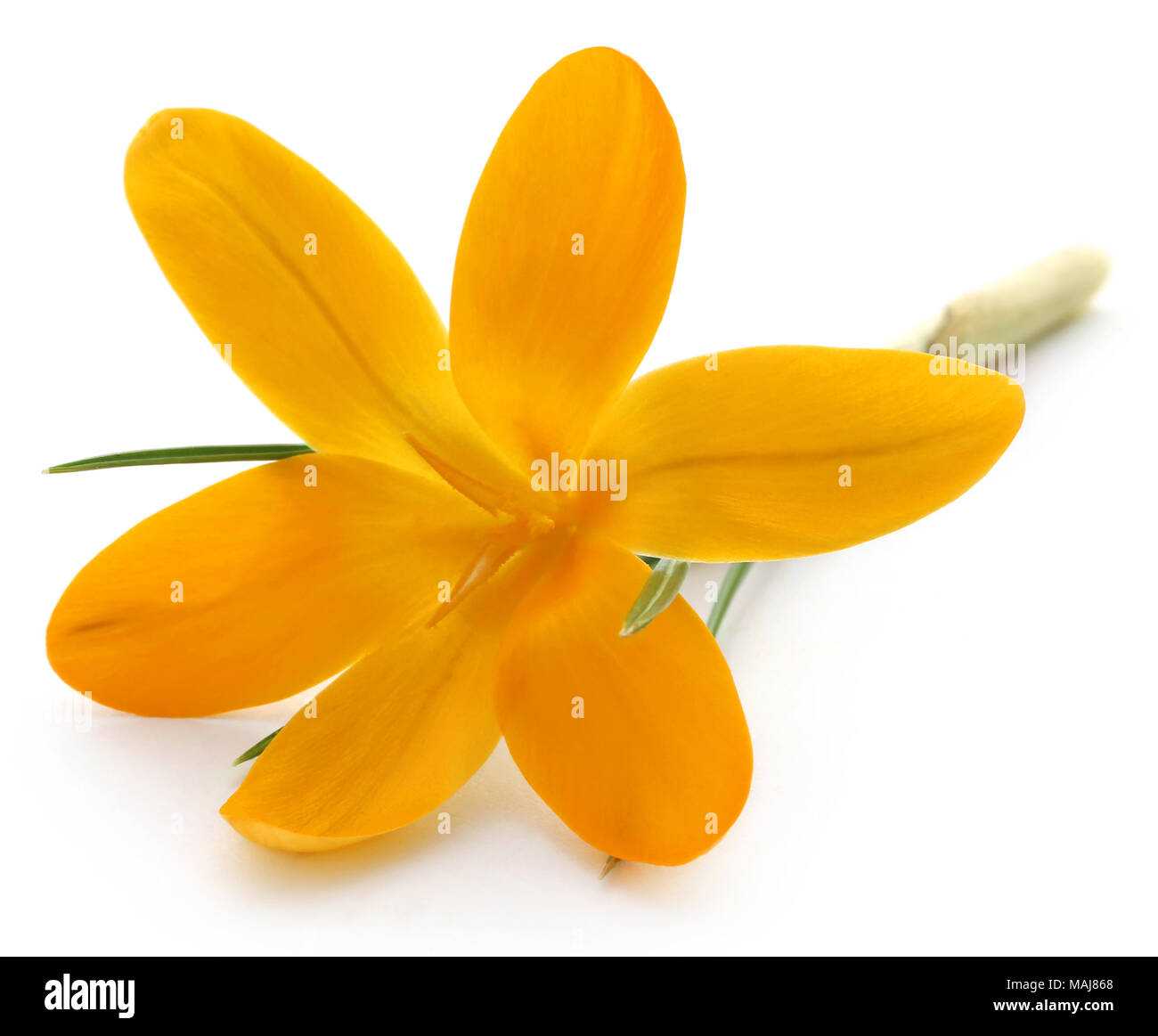 Saffron color background Cut Out Stock Images & Pictures - Alamy