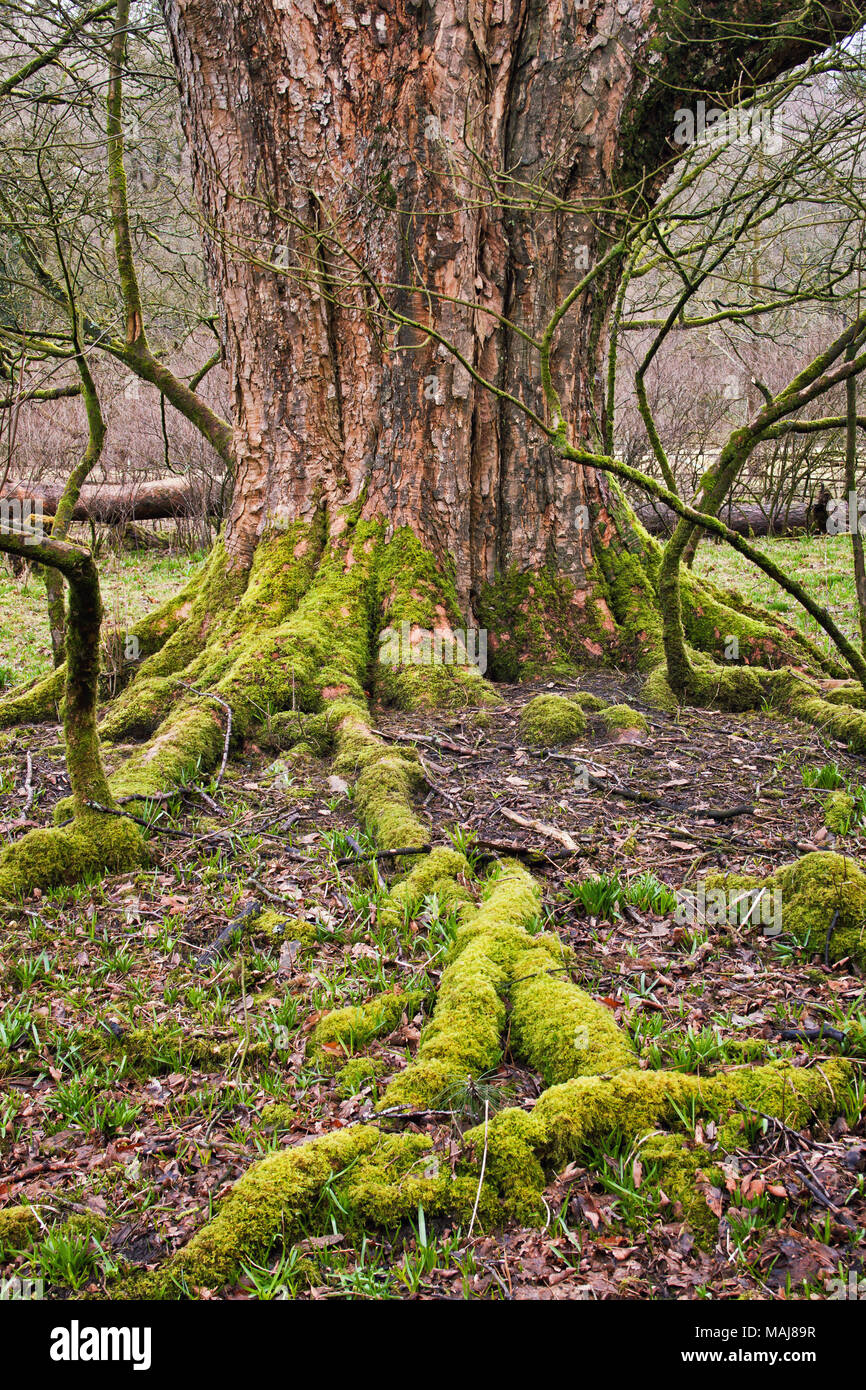 Trailing tree hi-res stock photography and images - Alamy