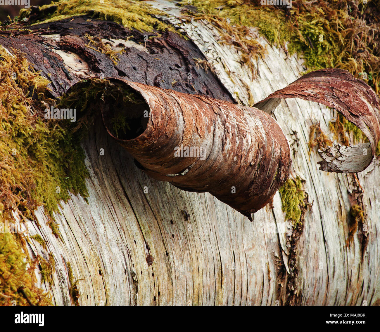 Tree Bark Veneer at Sandra Slavin blog
