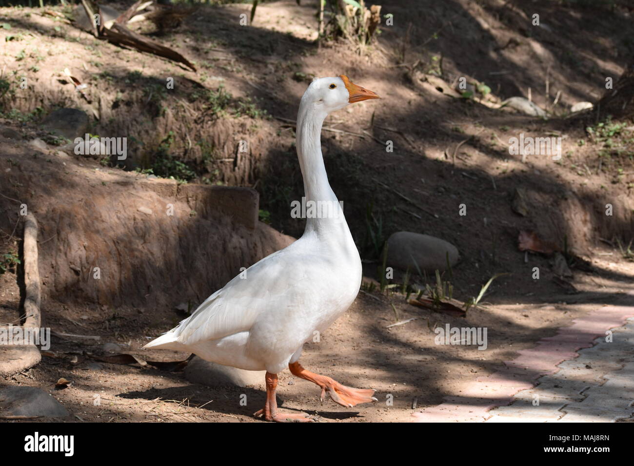 A white Chinese goose (Anser cygnoides) or swan goose walking upright ...