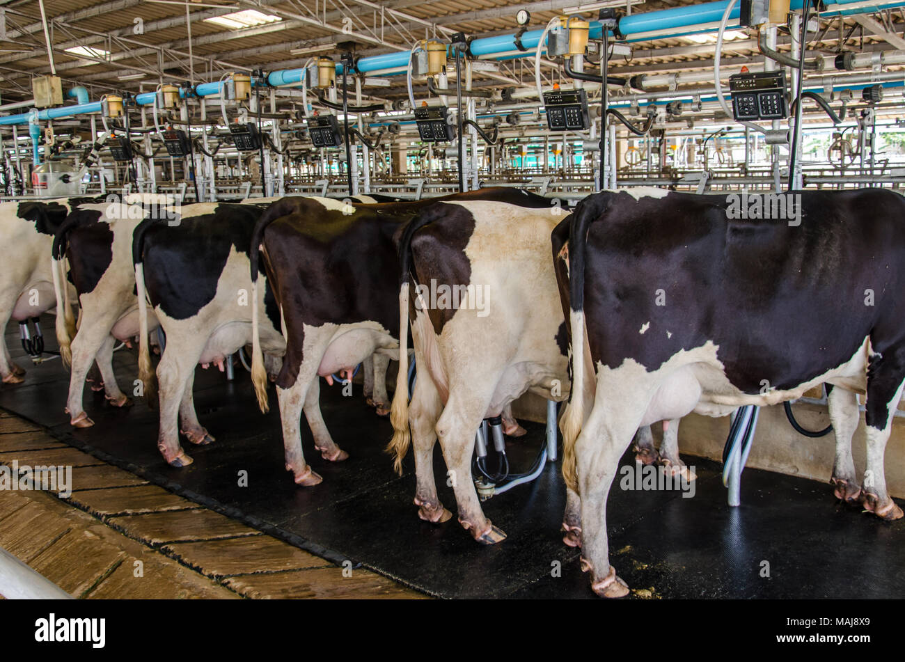 Dairy cows on the farm Stock Photo - Alamy