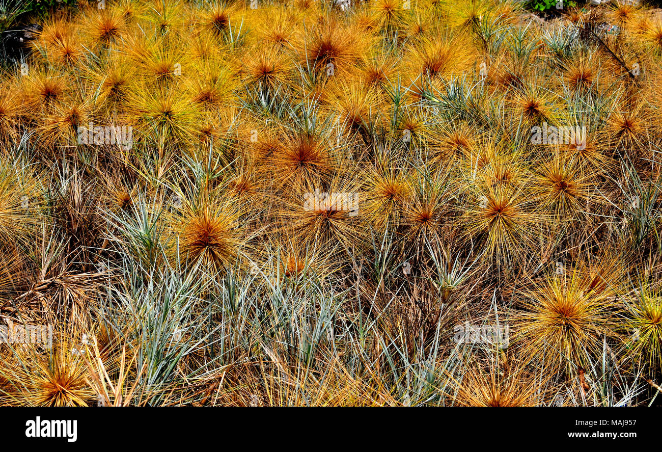 Coastal vegetation plant plants hi-res stock photography and images - Alamy