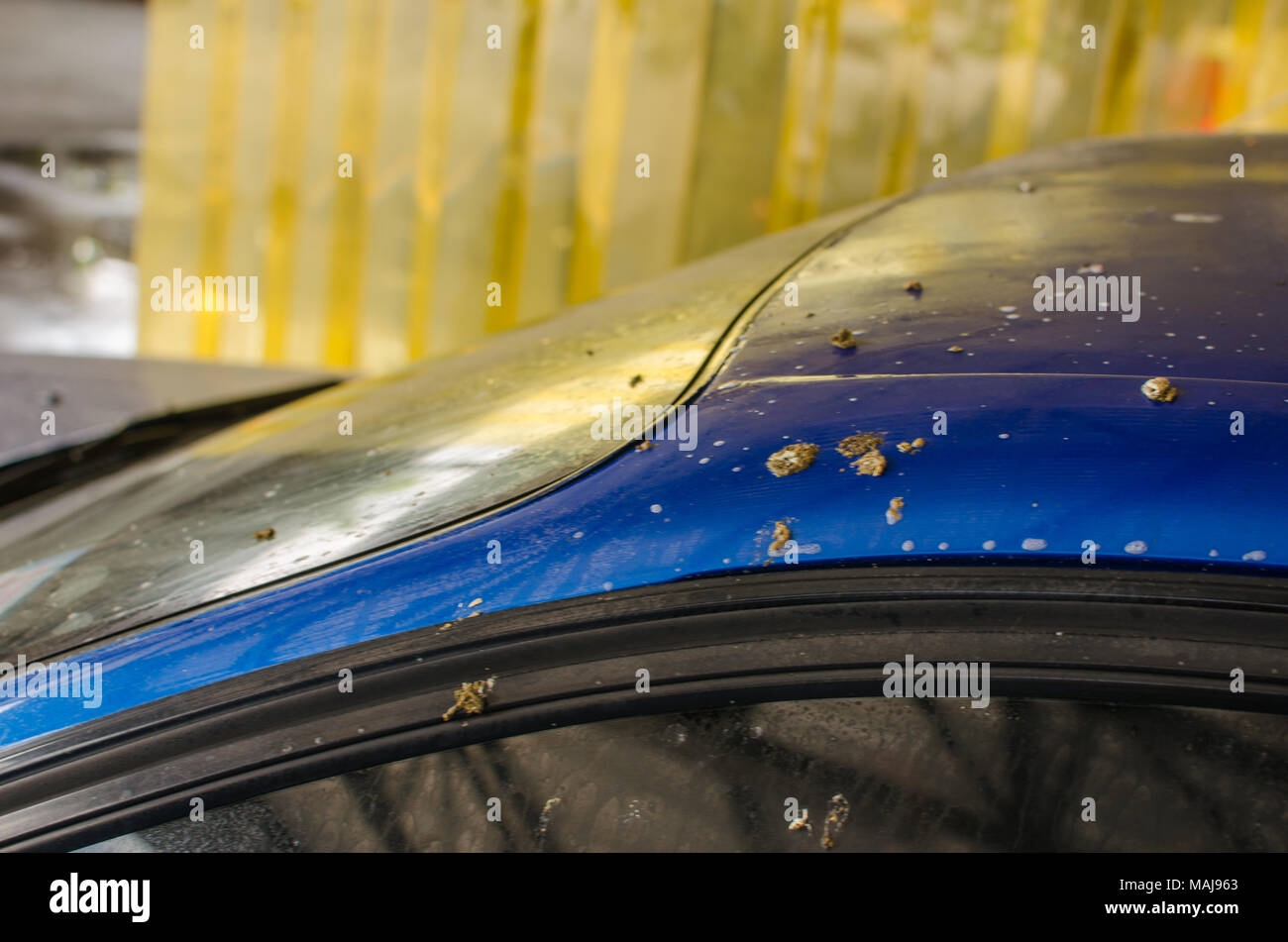 Bird droppings on cars Stock Photo - Alamy