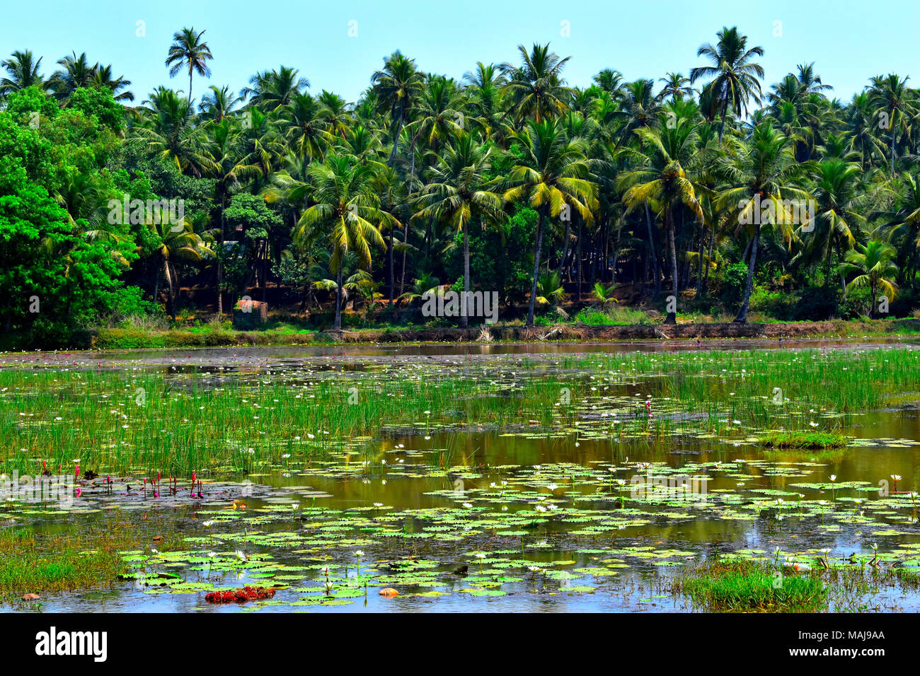 Coastal scene of Southern India Stock Photo - Alamy