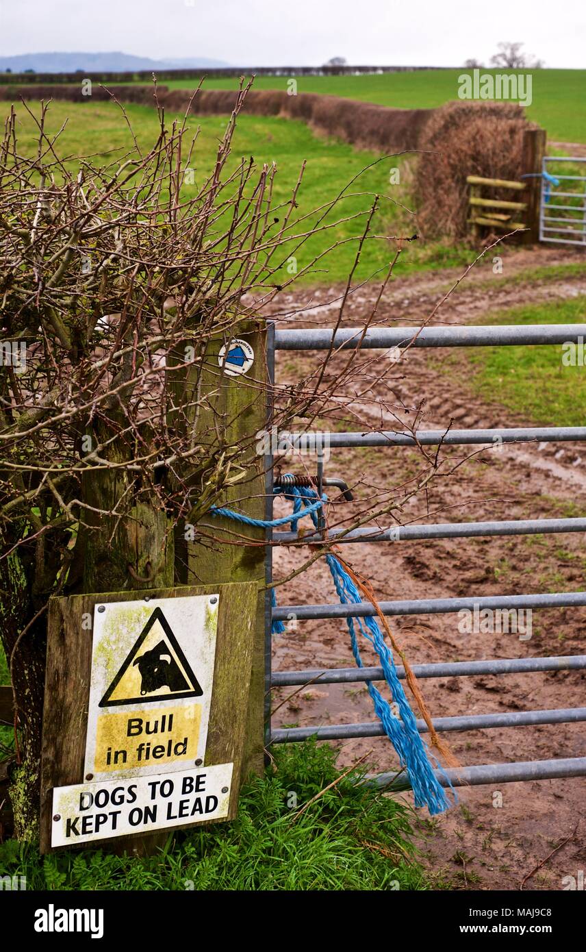 Bull in Field warning sign on blue gate leading to muddy track through ...