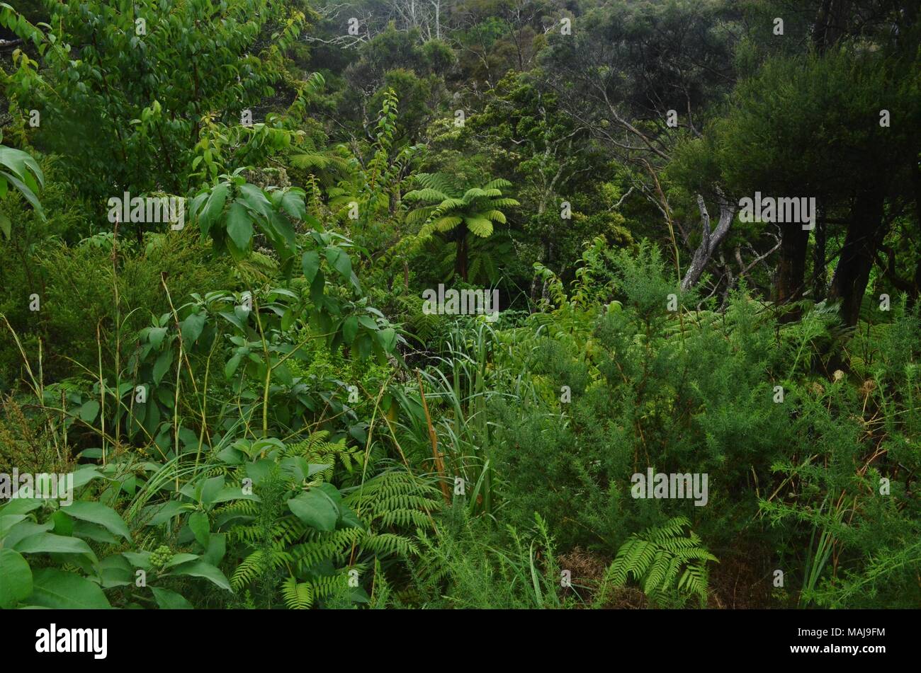 Jungle plants hi-res stock photography and images - Alamy