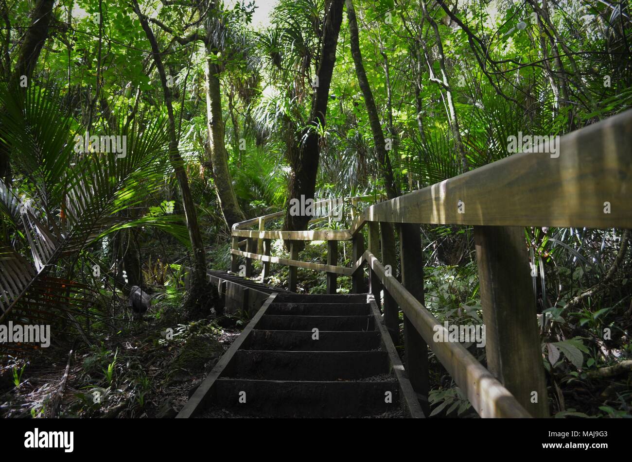Jungle steps hi-res stock photography and images - Alamy