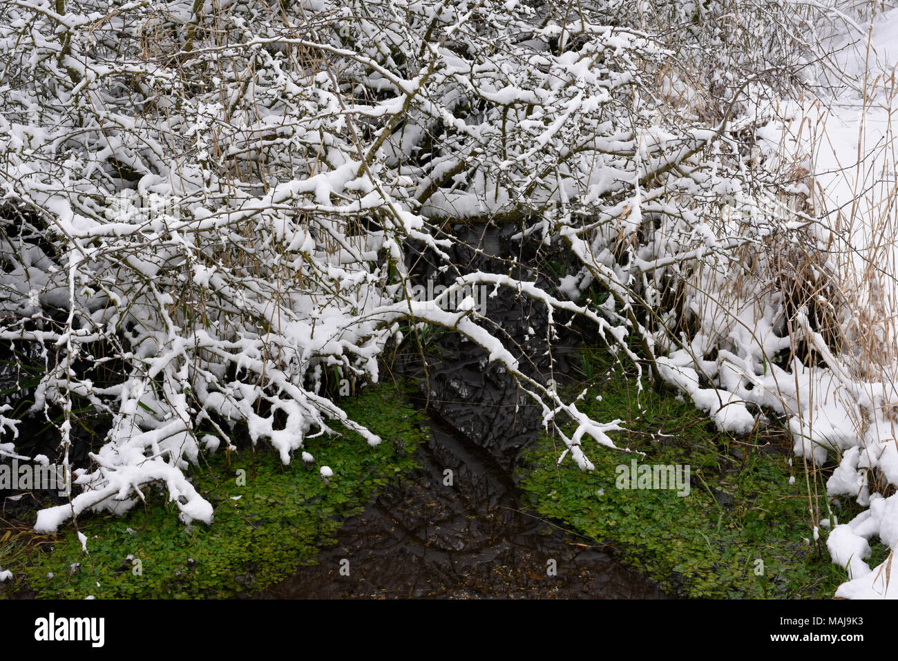 Snow scenery along a stream at Anton Lakes Nature Reserve in Andover ...