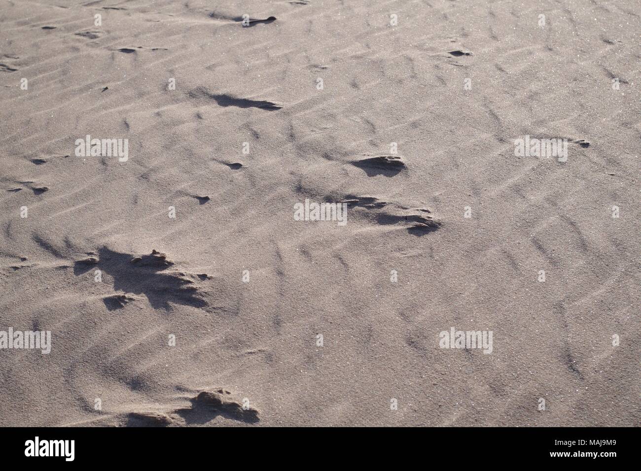 Aeolian Sand Ripples, Sedimentary Structure, on Aberdeen Beach ...